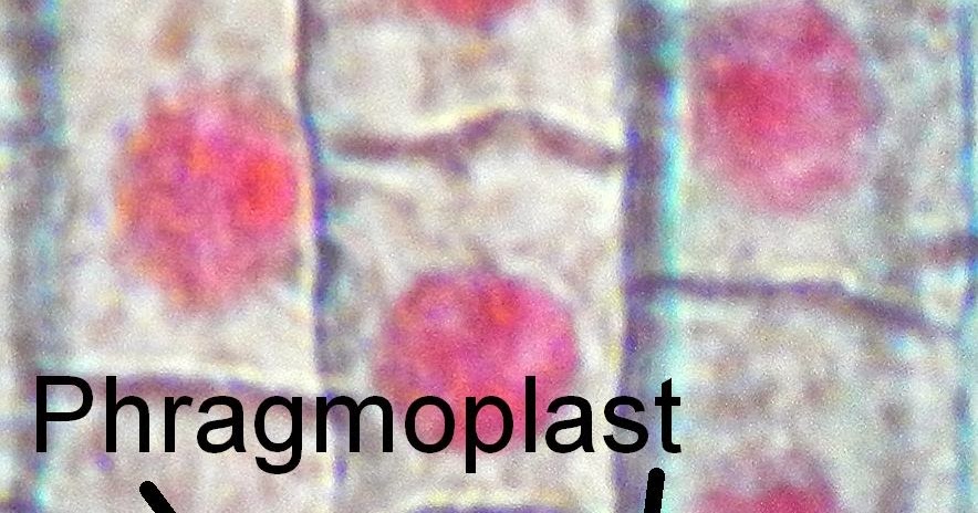 Bio Geo Nerd: Plant Cell Wall Lab