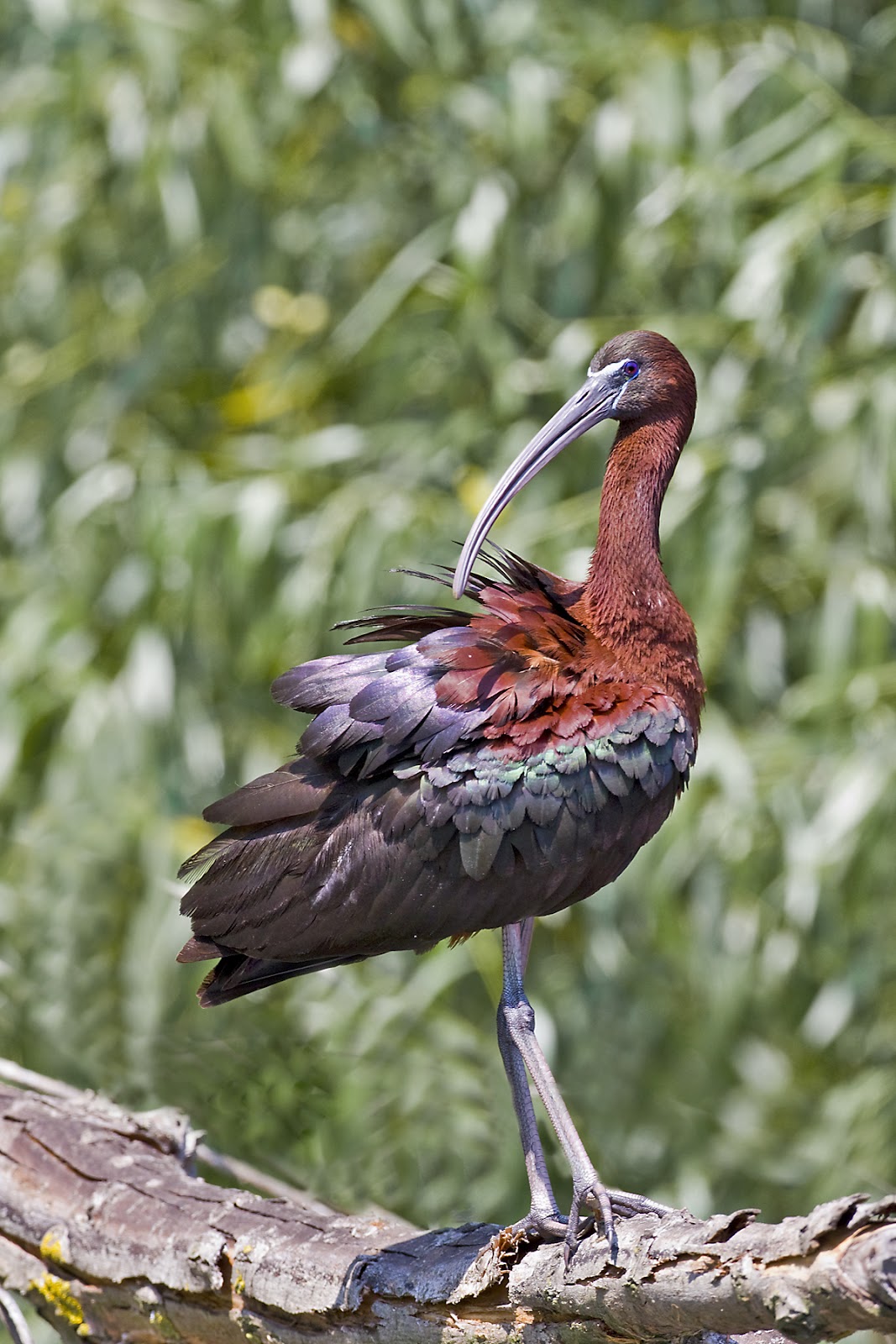 PETER'S PORTFOLIO..............Bird & Wildlife Photography: Glossy Ibis ...
