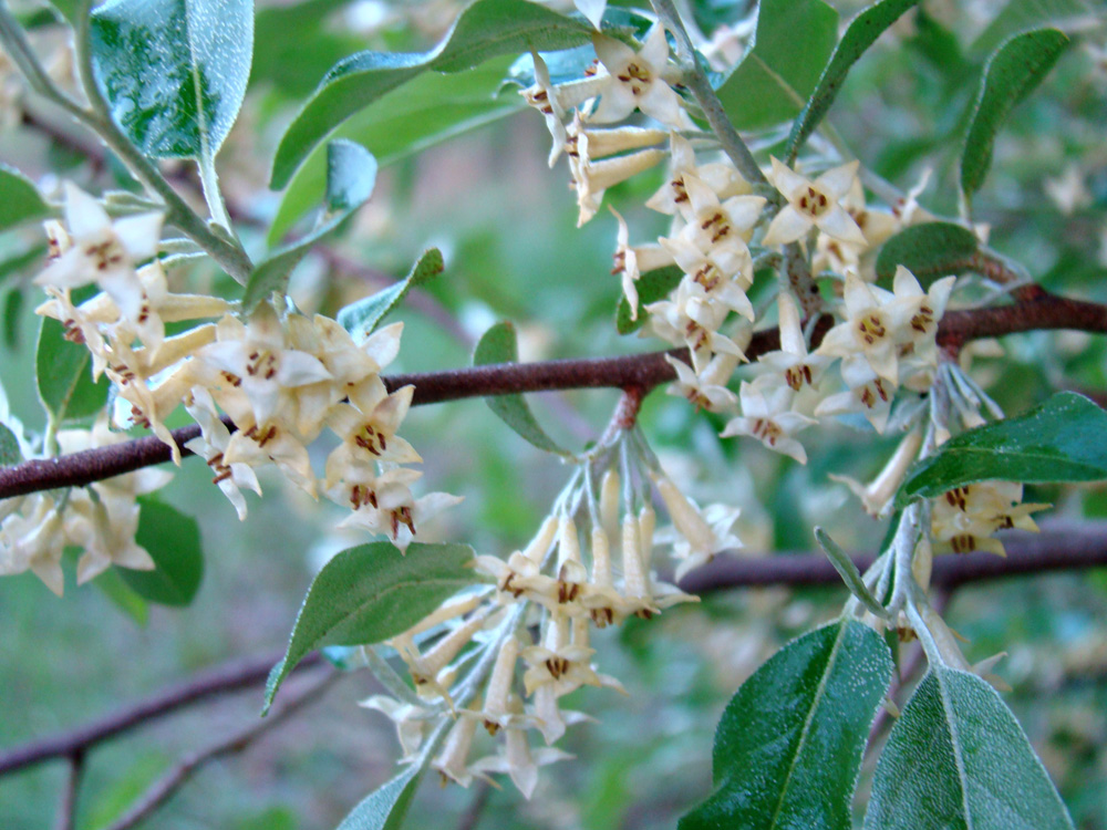 Rurification | Robin Edmundson: Elaeagnus umbellata - Autumn Olive