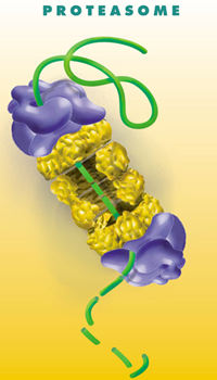 Anatomy & Physiology: Got Proteasomes?
