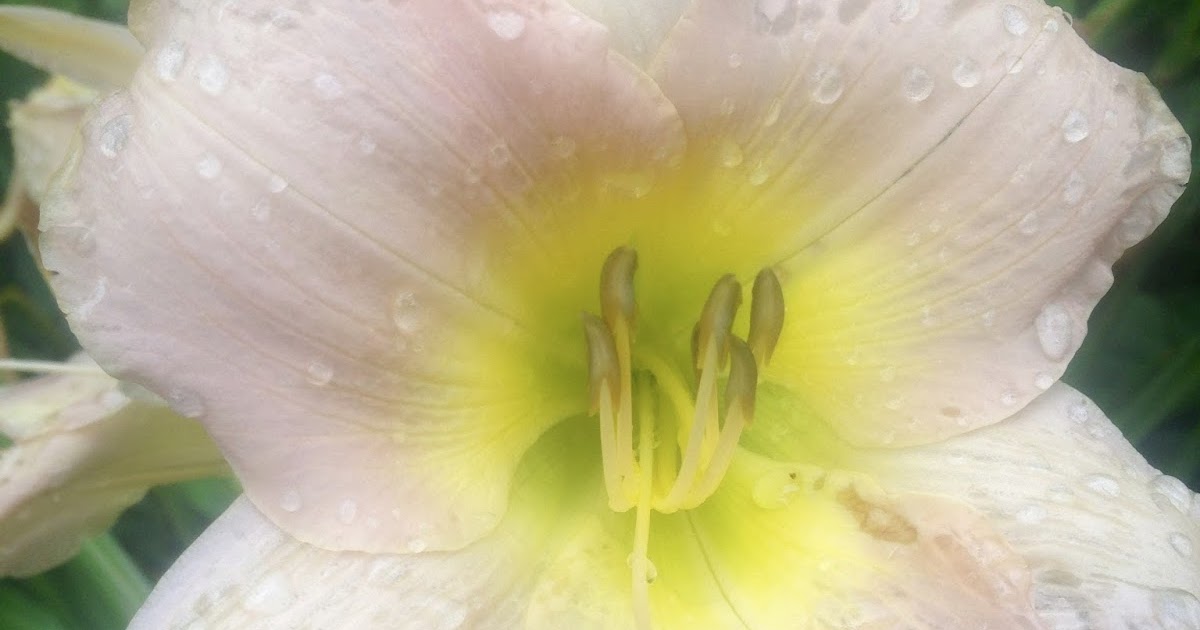 Amy's Creative Pursuits: What's Blooming in My Early August Garden