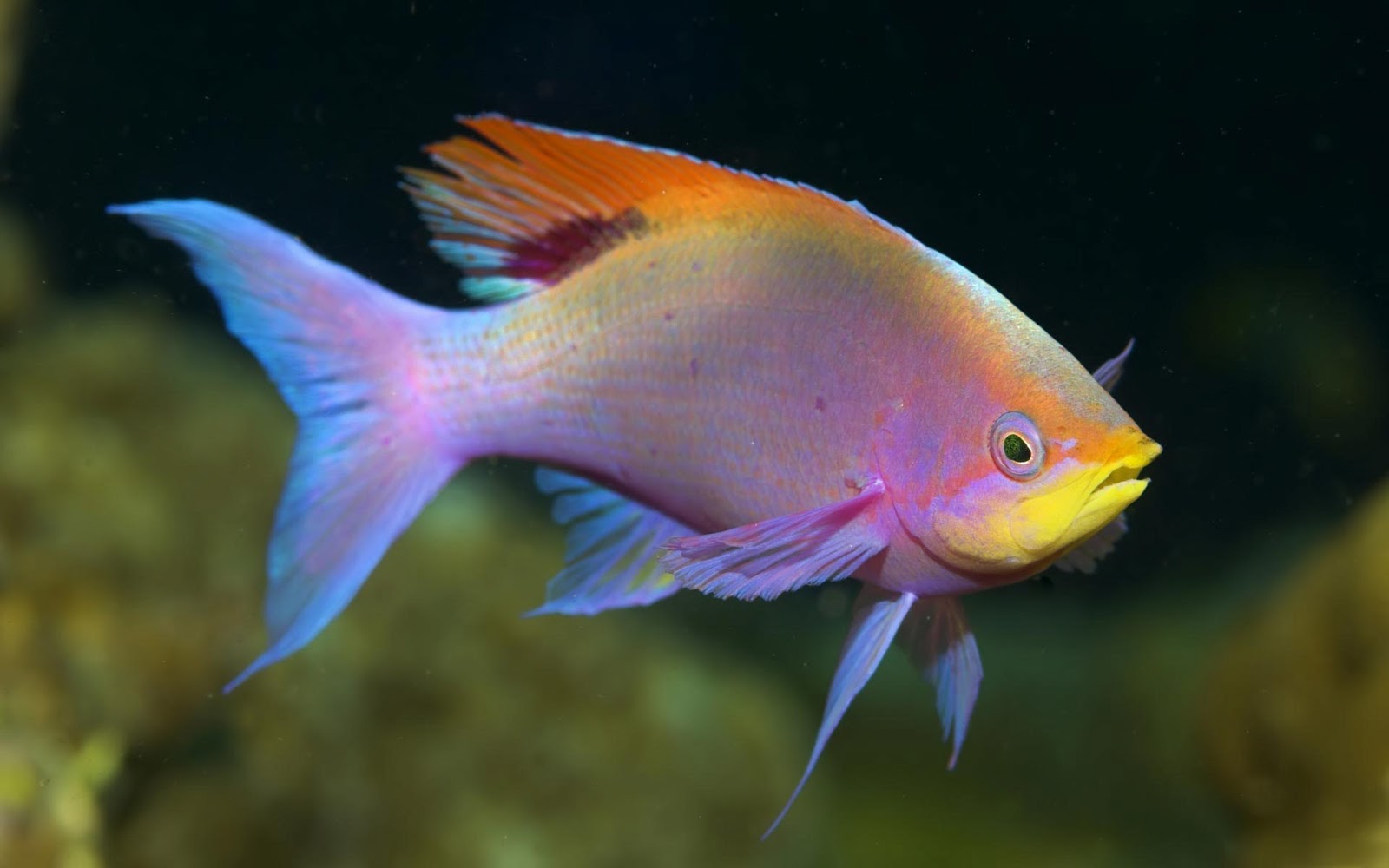 Beautiful Wallpapers: beautiful fish wallpaper