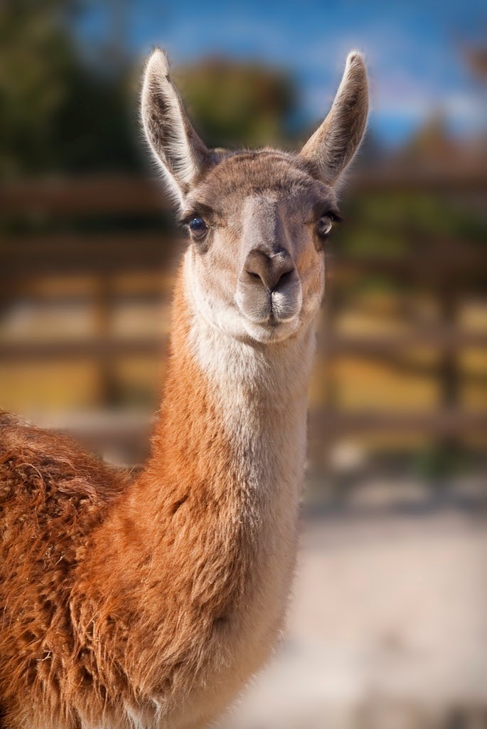 Llama de Sudamerica: un animal amable y esplendido | INFOANIMAL