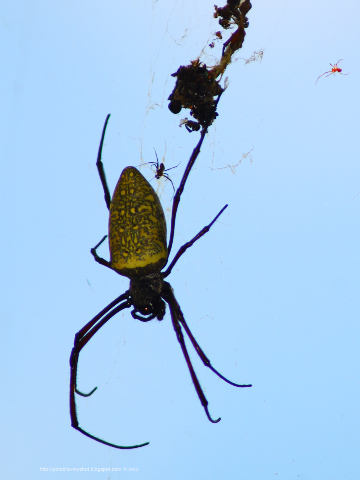 My Shot Gallery of Bengkulu: Batik Golden Orb Weaver Spider (Nephila ...