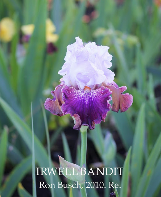 HERITAGE IRISES