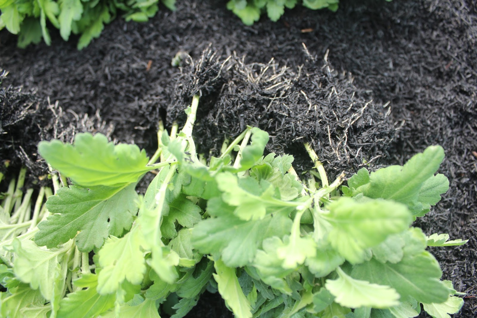 Teknik Perbanyakan Tanaman Krisan dengan Setek Pucuk | Budidaya Tanaman