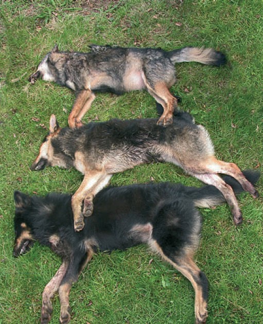Naturaleza Cantábrica: Hibridaciones de perros y lobos en la Península ...