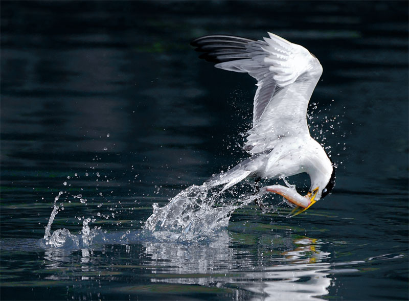 School Of Digital Photography: Tips for Photographing Birds In Flight