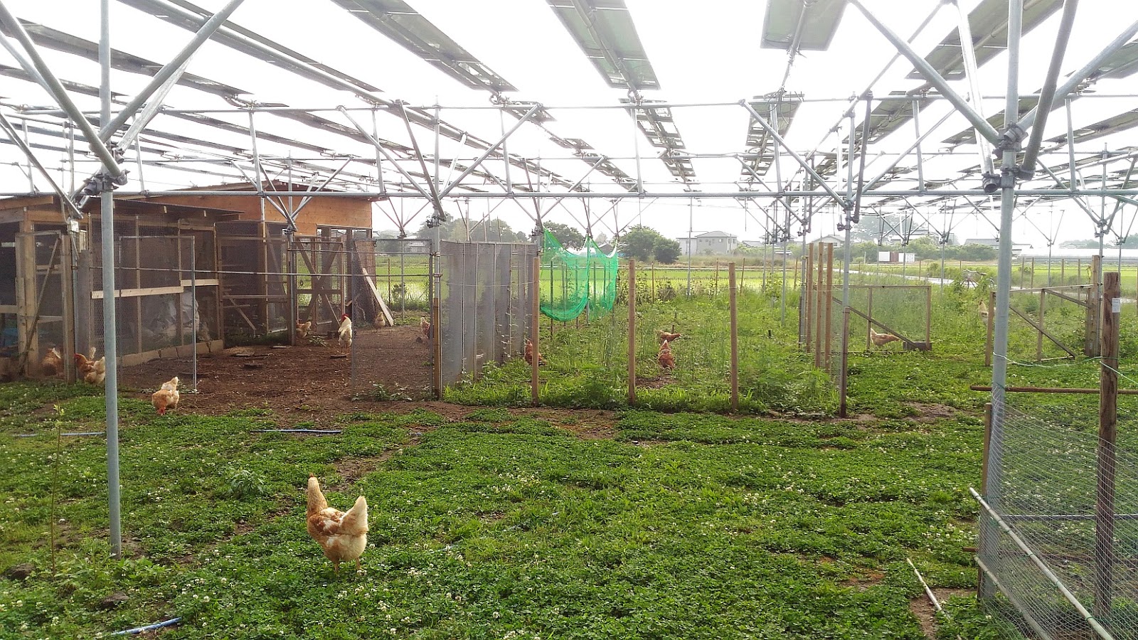Solar Sharing - Solar panels, chickens and goats in Tsukuba, Japan ...