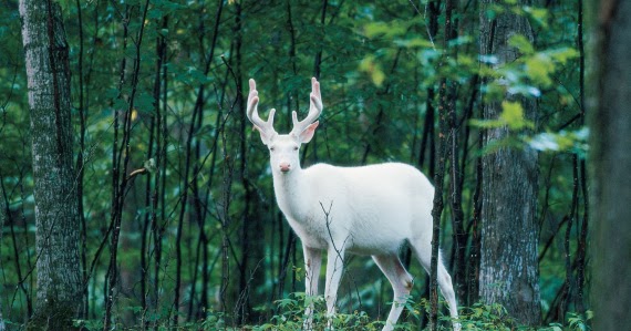 White Wolf : The Albino deer herd in Northern Wisconsin is quite ...