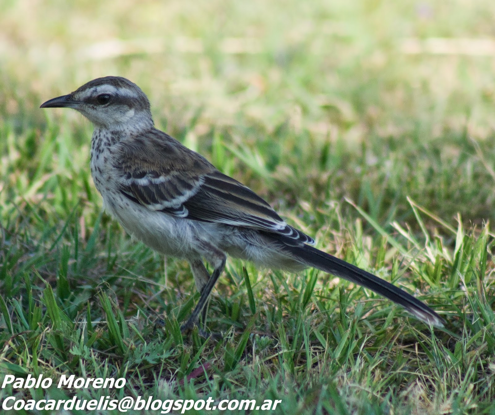 Aves de Mendoza: Calandria grande o comun( Mimus saturninus)
