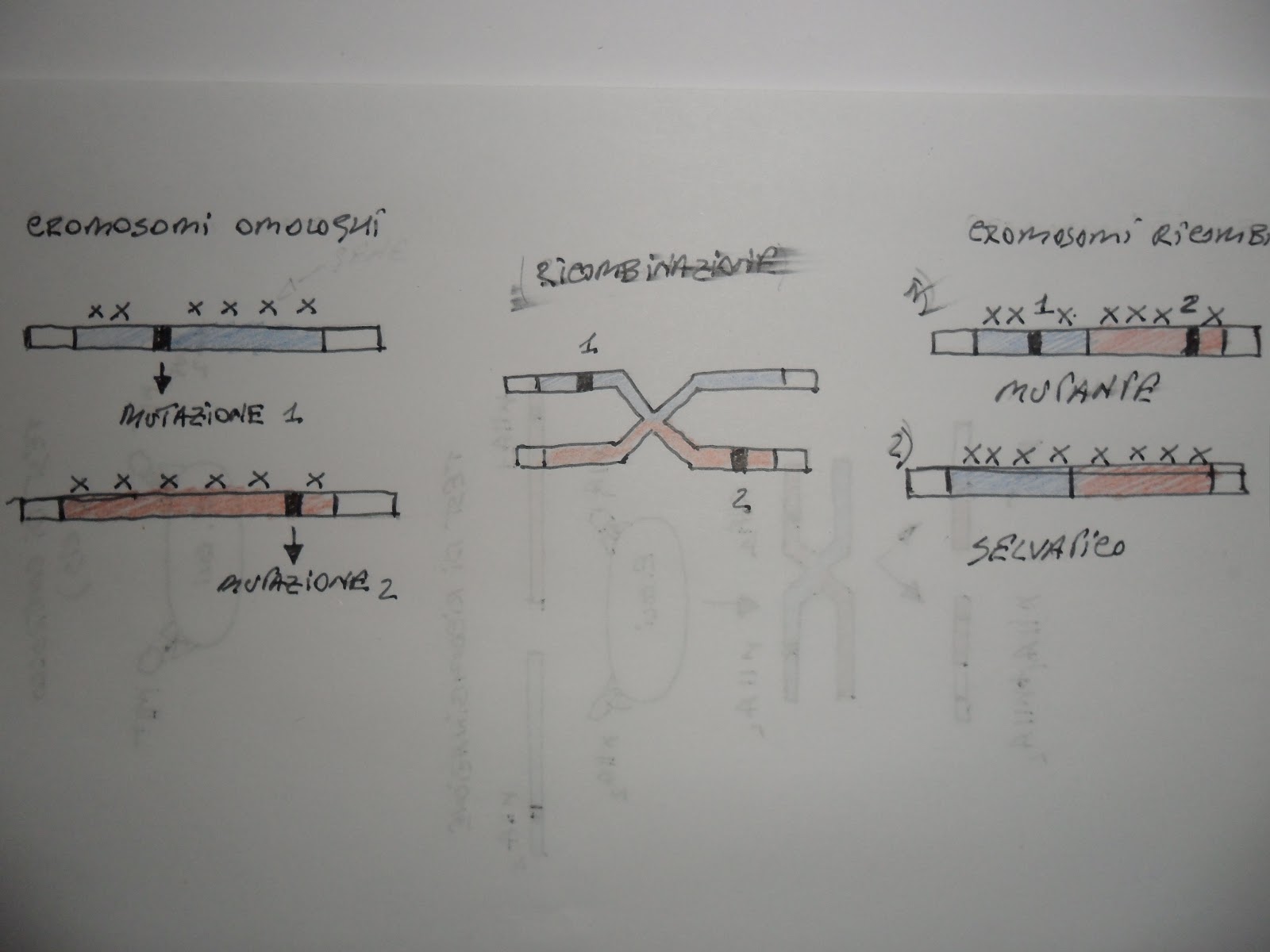 BIOSPROJECT: MUTAZIONI E STRUTTURA GENETICA: l'esperimento di Benzer.
