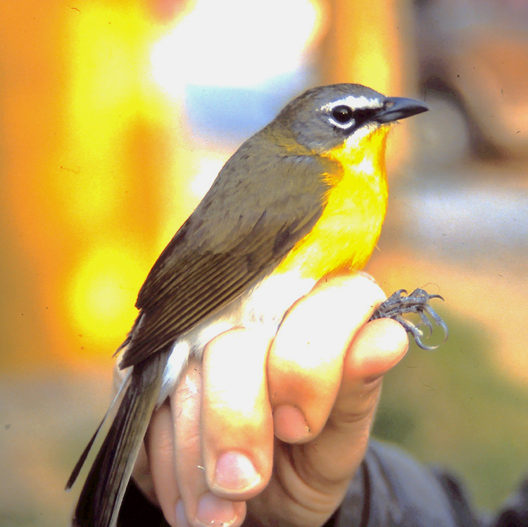 Another Bird Blog: Canadian Nostalgia