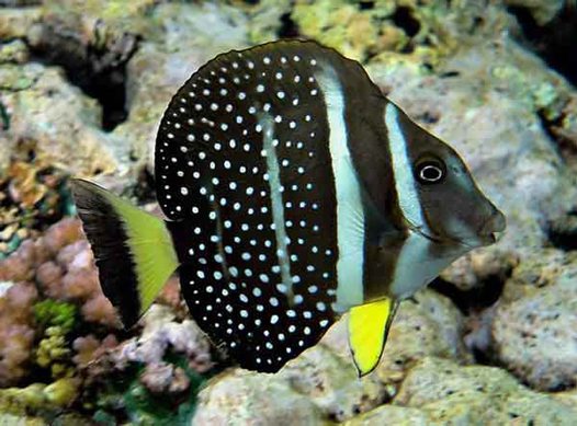 Pamacca: Surgeonfish-Acanthuridae (Acanthurinae)