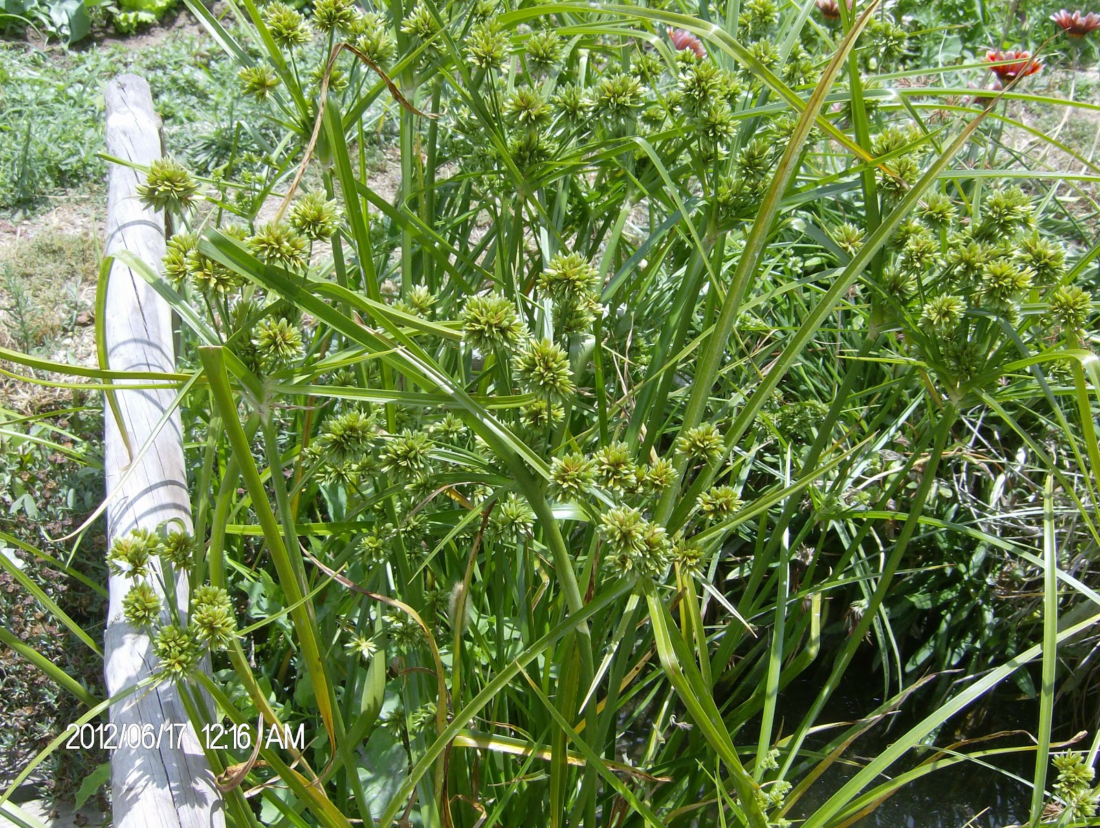A HORTA DO JOÃO: Junça