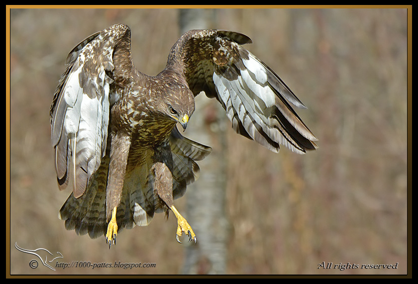 WILDLIFE GATEWAY: Buse variable en vol