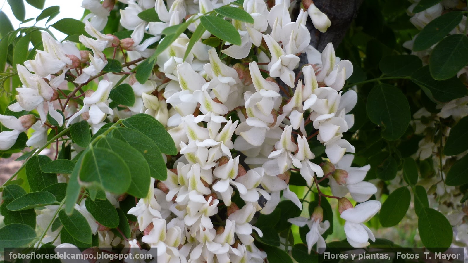 Flores y plantas silvestres: " Robinia pseudoacacia ".Robinia, Falsa ...