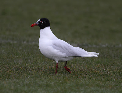 Bill Aspin's Birding Blog 2: Local birding, Lancs: Med Gull - 8th March ...