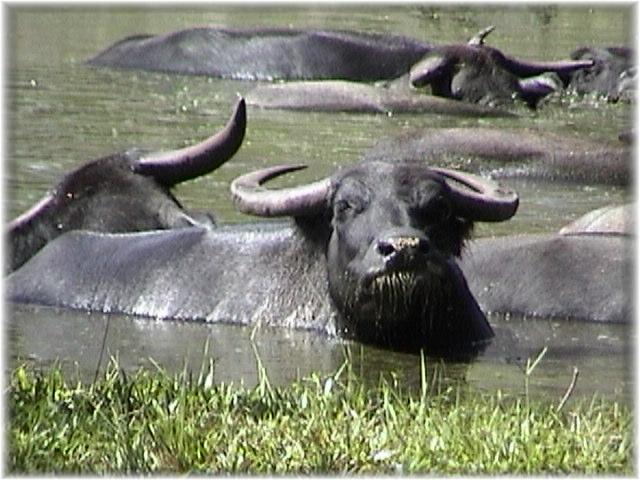 Water Buffalo | Animal Wildlife