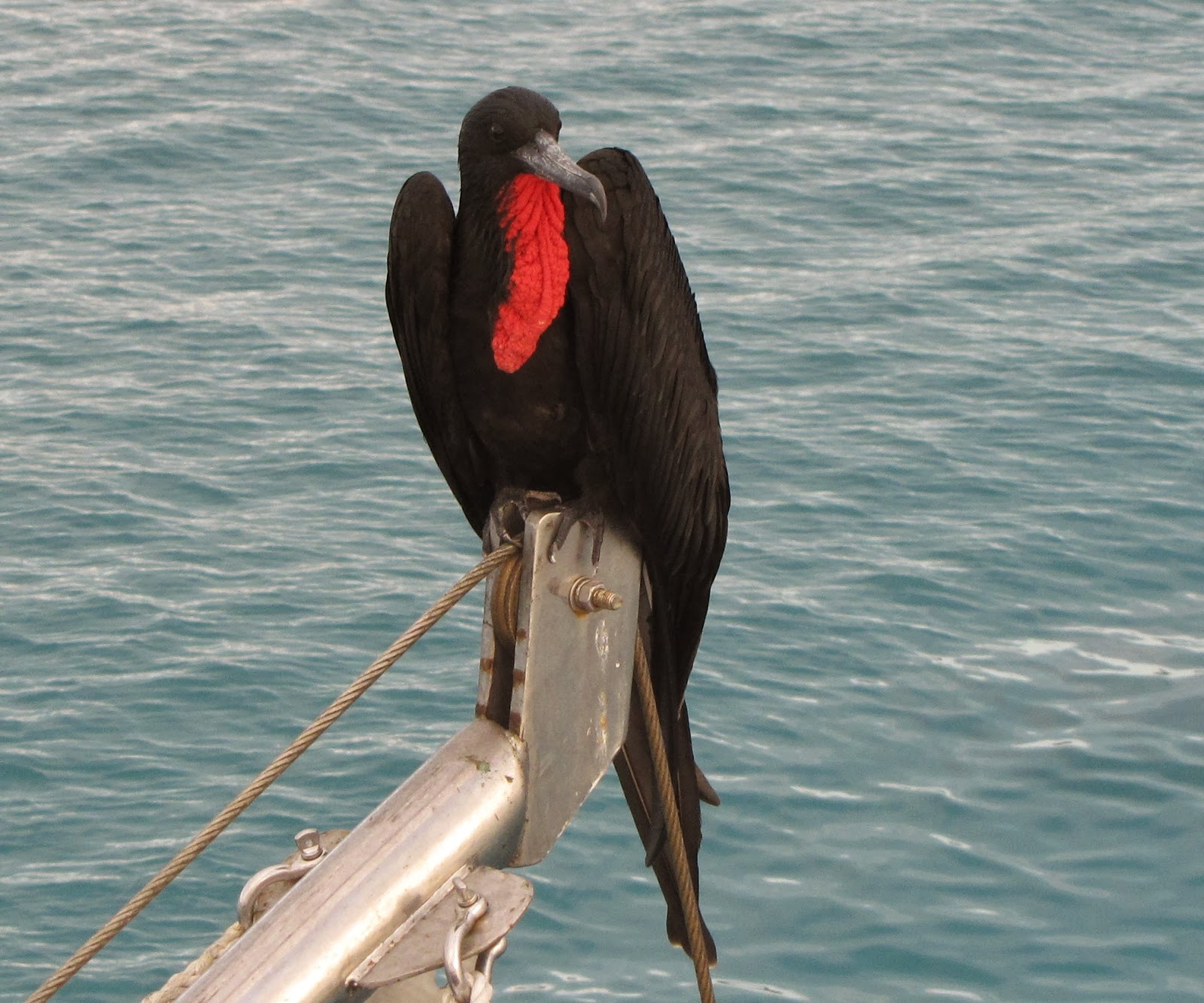 Galapagos Ecotourism and Responsible Travel: The Blog: Galapagos ...