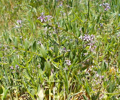Southern Rockies Nature Blog: Everything Picturesque about the Upland ...