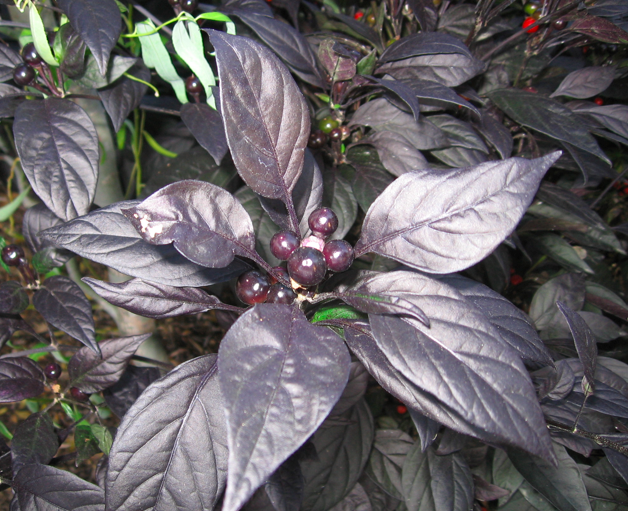 Thoughts of a plant nerd...