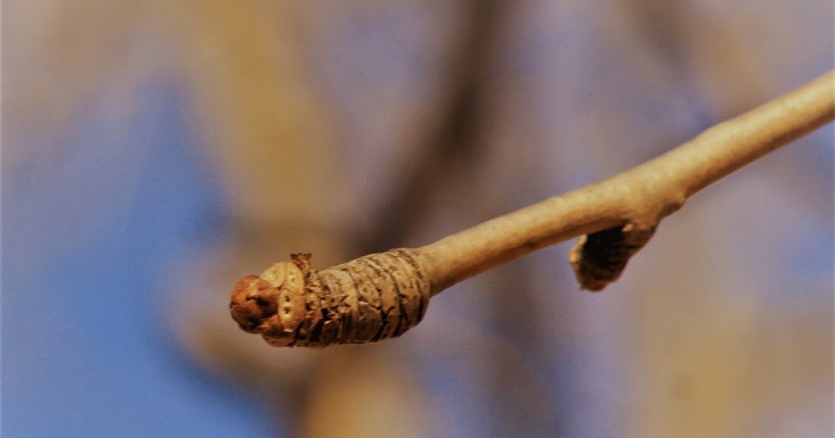 Nature Devotions : Ginko Tree