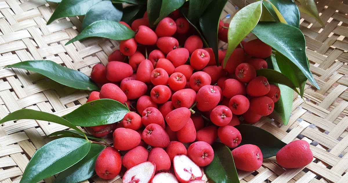 Viveiro Ciprest - Plantas Nativas e Exóticas: Jambinho Cascata Salmão ...