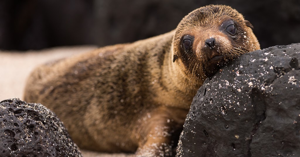 Las fotos de Javi Briongos: Cría de león marino