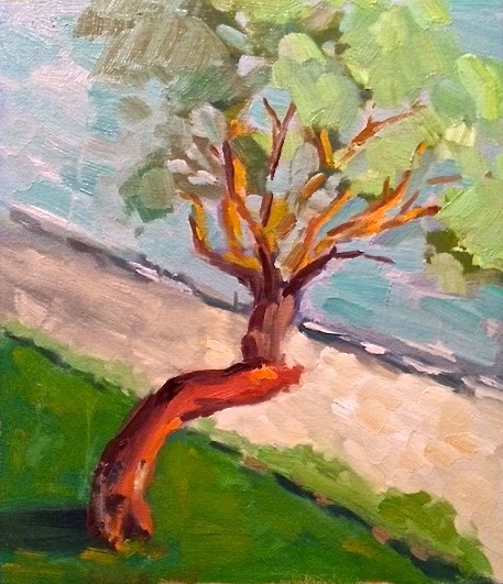 Marianne Elson Daily Paintings: Madrona Tree