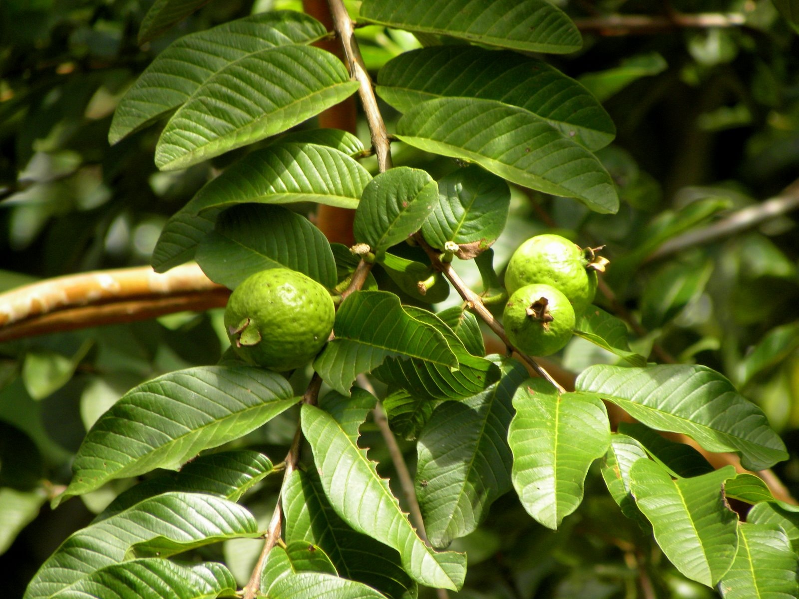 We love Our Bangladesh: Guava(peyara/pearah or goyaa) now a native ...