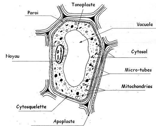 les organites des cellules - Biologie M'sila