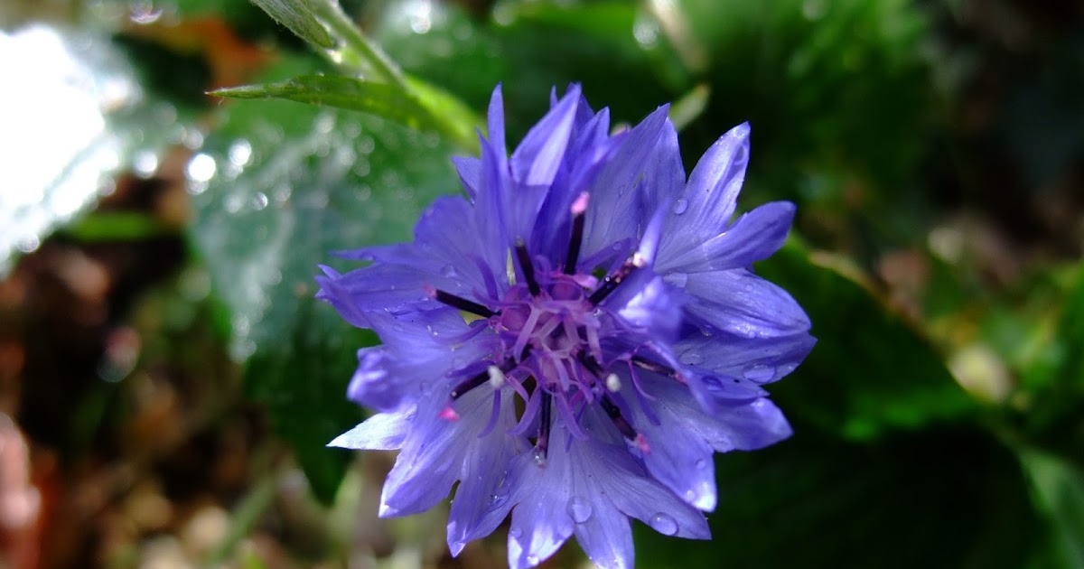HERBAL PICNIC: CORNFLOWER