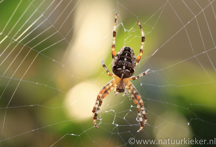 De Kruisspin- Araneus diadematus