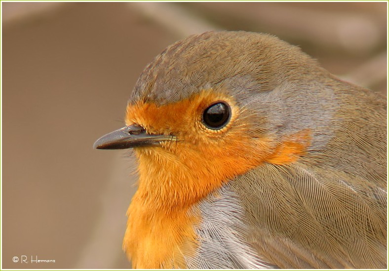 Petirrojo - todoaves