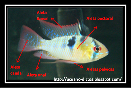 Acuario-dictos: Aletas de los peces