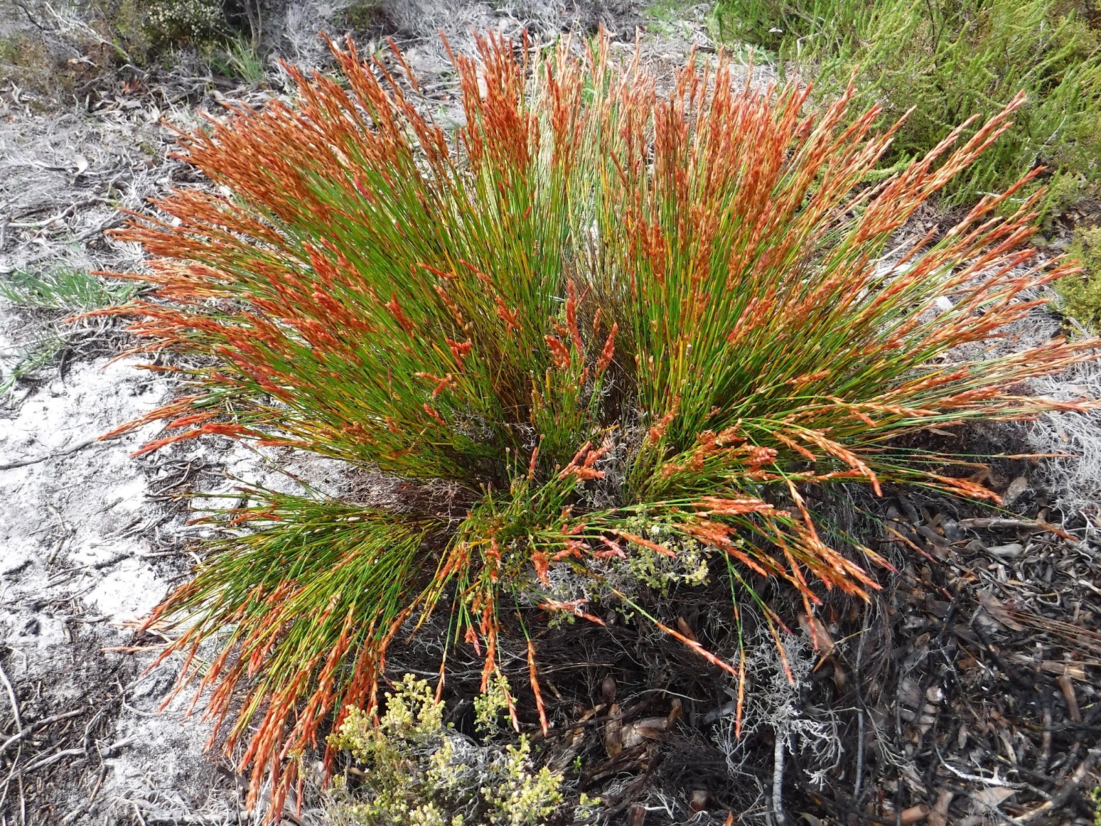 A Passion for Flowers: What is Fynbos?