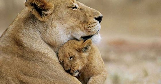 mamma a tempo pieno: Leonesse