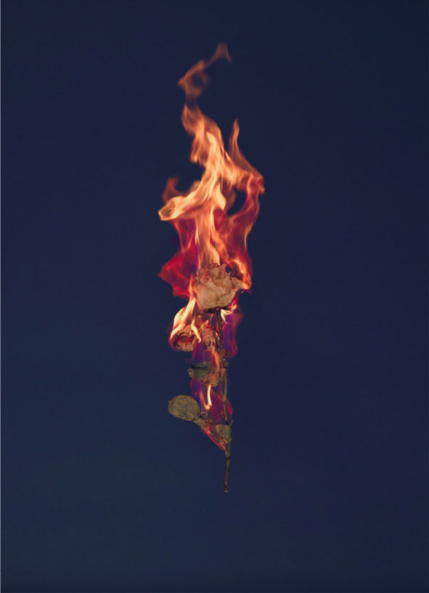 Raver Ria: Inspiration | 'Flowers on Fire' by Photographer Georges Antoni