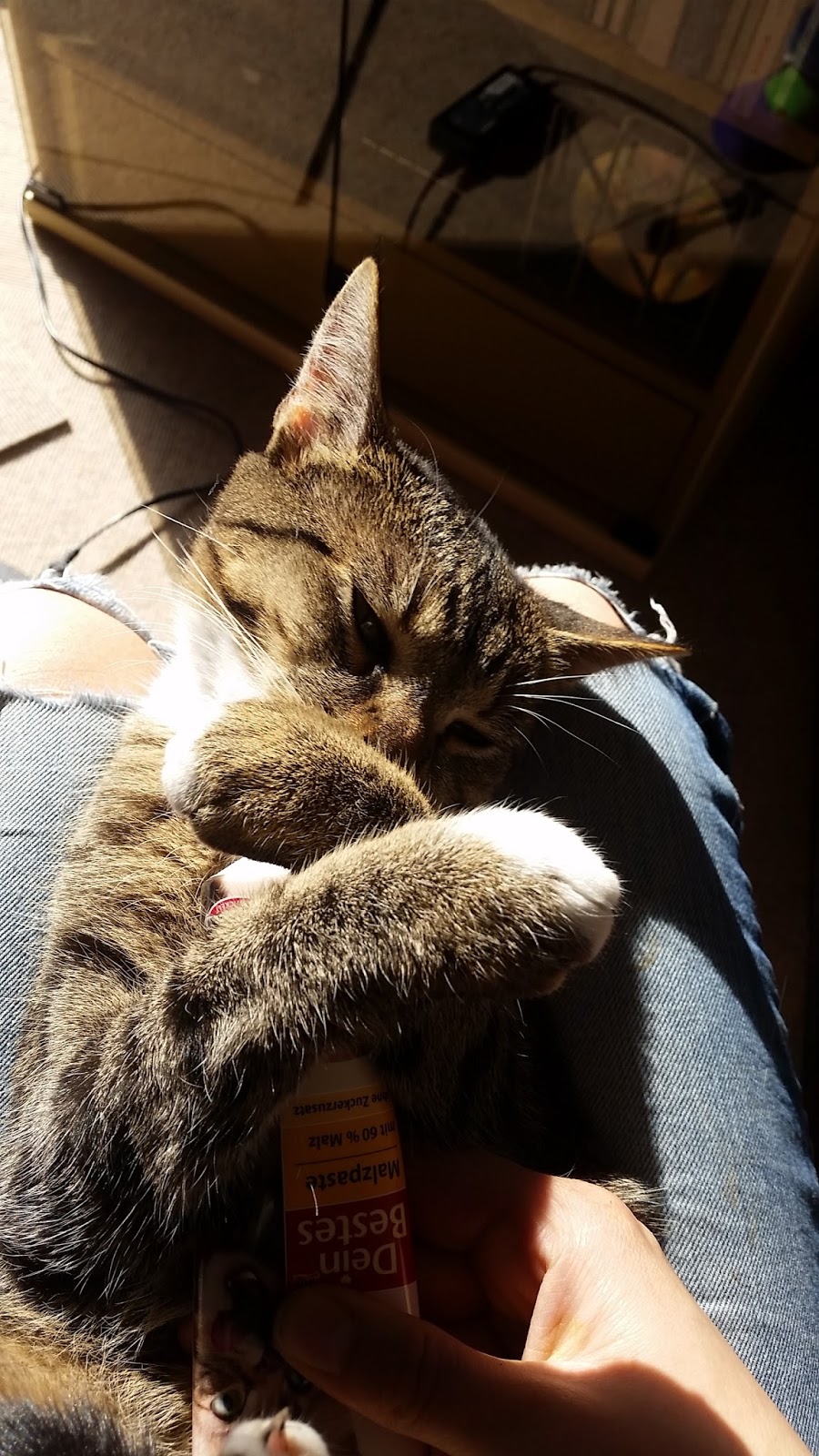 Lottas Tagebuch - Aus Sicht einer Katze: Chillen!