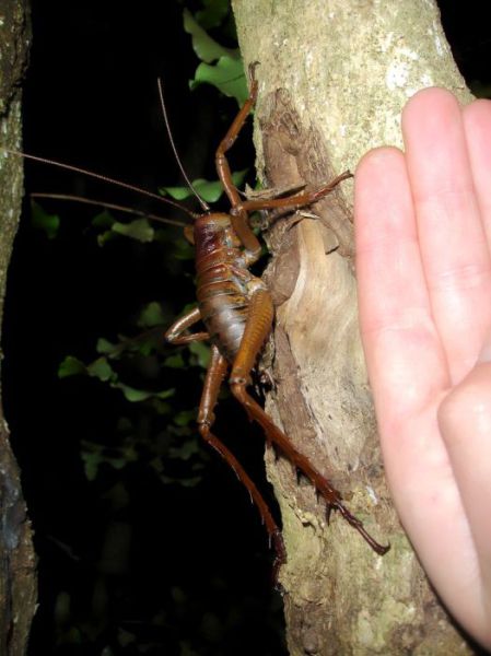 Funny Cool Pictures: The World’s Largest Insects