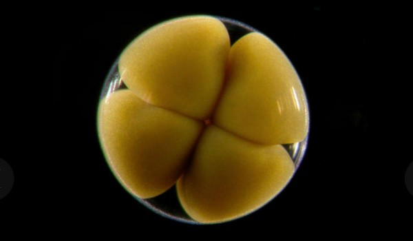 Imagenes asombrosas del mundo microscopico