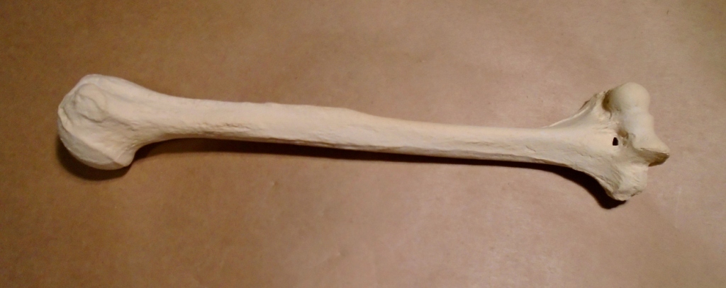 oase gips: Invata mai repede mai usor