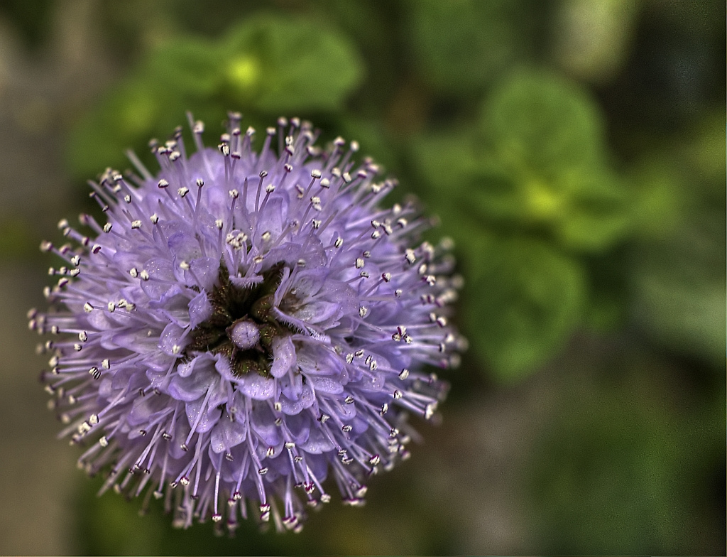 Reblogzándolo todo...: FLORES EN LA COCINA