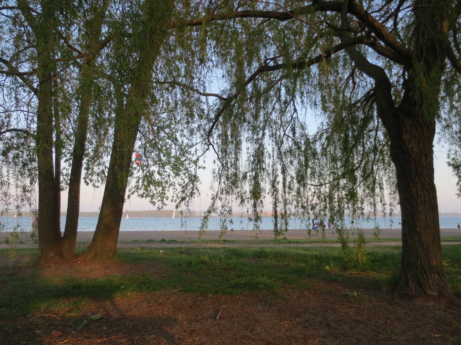 Anna Garasto-i: Cherry Beach Toronto is So Cherry! Dog Barrier & Dog ...