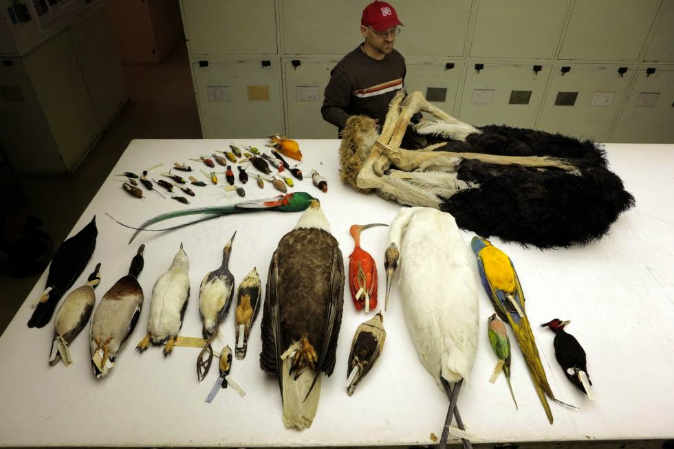 Blog de Carlos: BIRD`S EVOLUTION