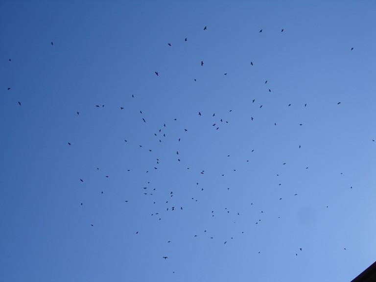 Blue Starr Gallery: A Crow Gathering