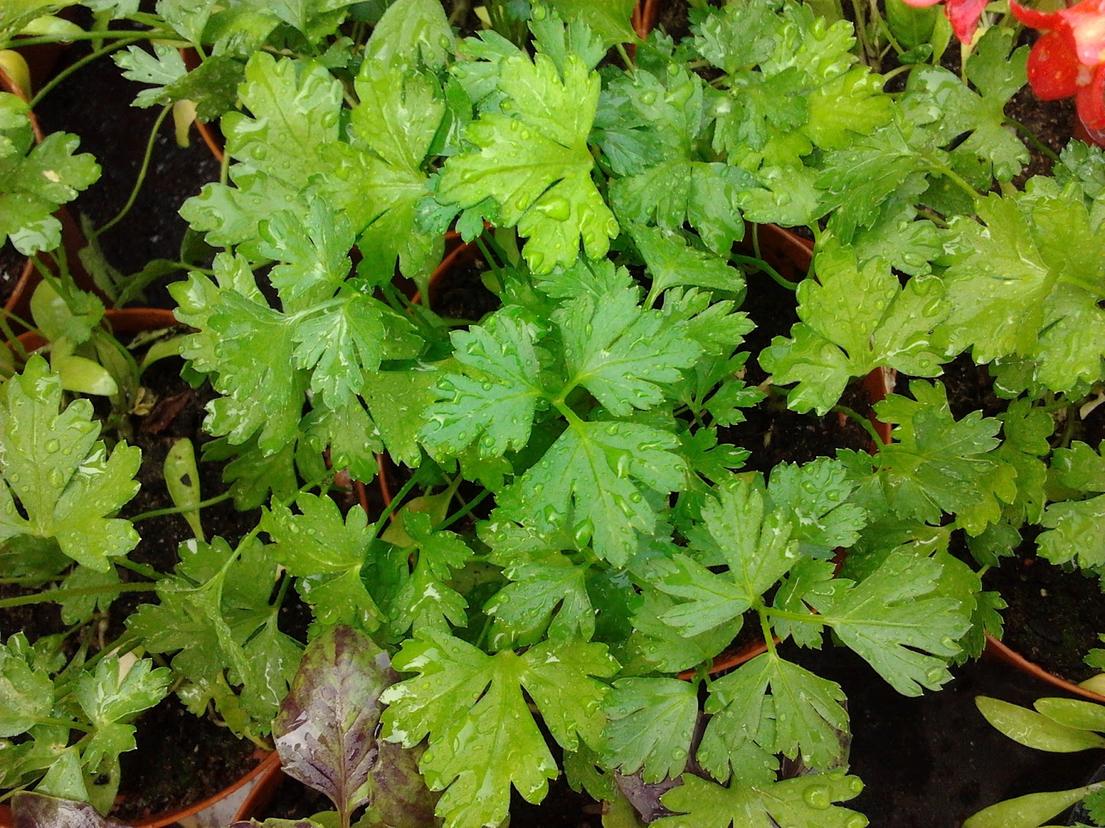 Aromas, Cores e Plantas: Salsa (Petroselinum crispum)