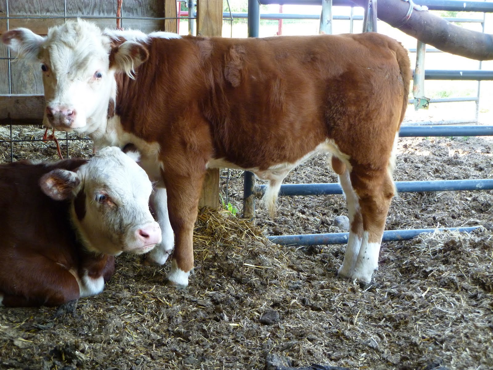 Middleground Miniature Herefords: Onxy, polled miniature Hereford bull ...