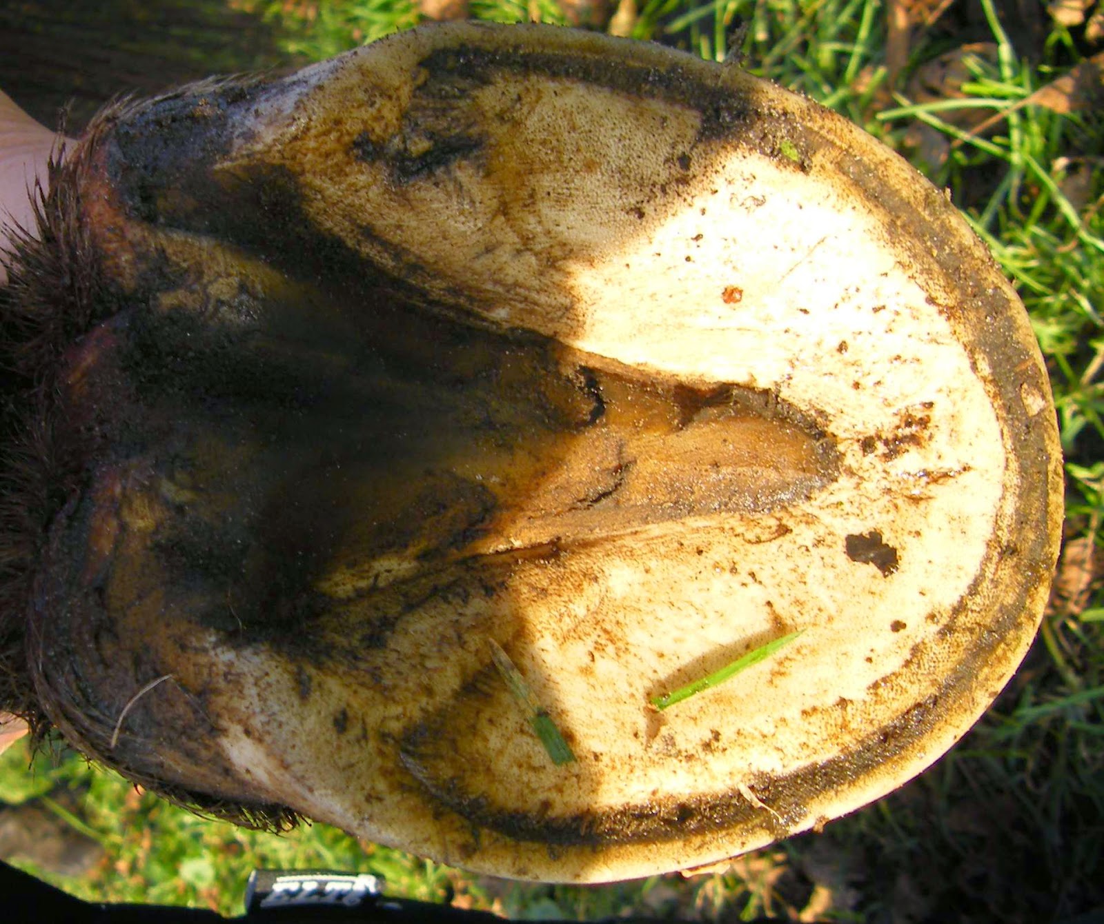 Van ijzers naar blote voeten: Foto's 29 december 2014